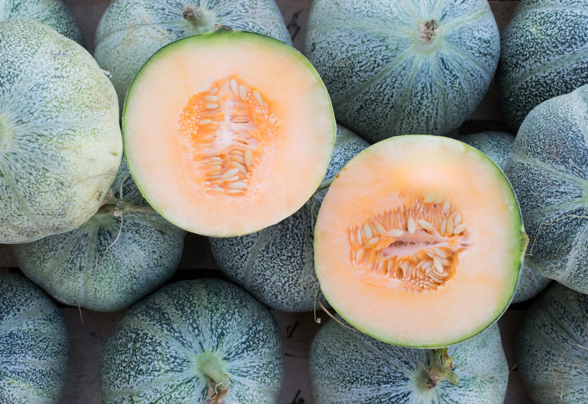 Bio Honigmelone Saatgut - LEHMANNS Bio-Saaten