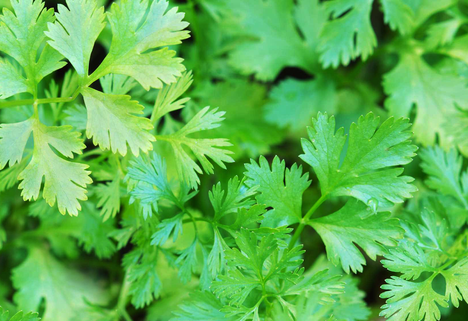 Bio Petersilie Saatgut - LEHMANNS Bio-Saaten