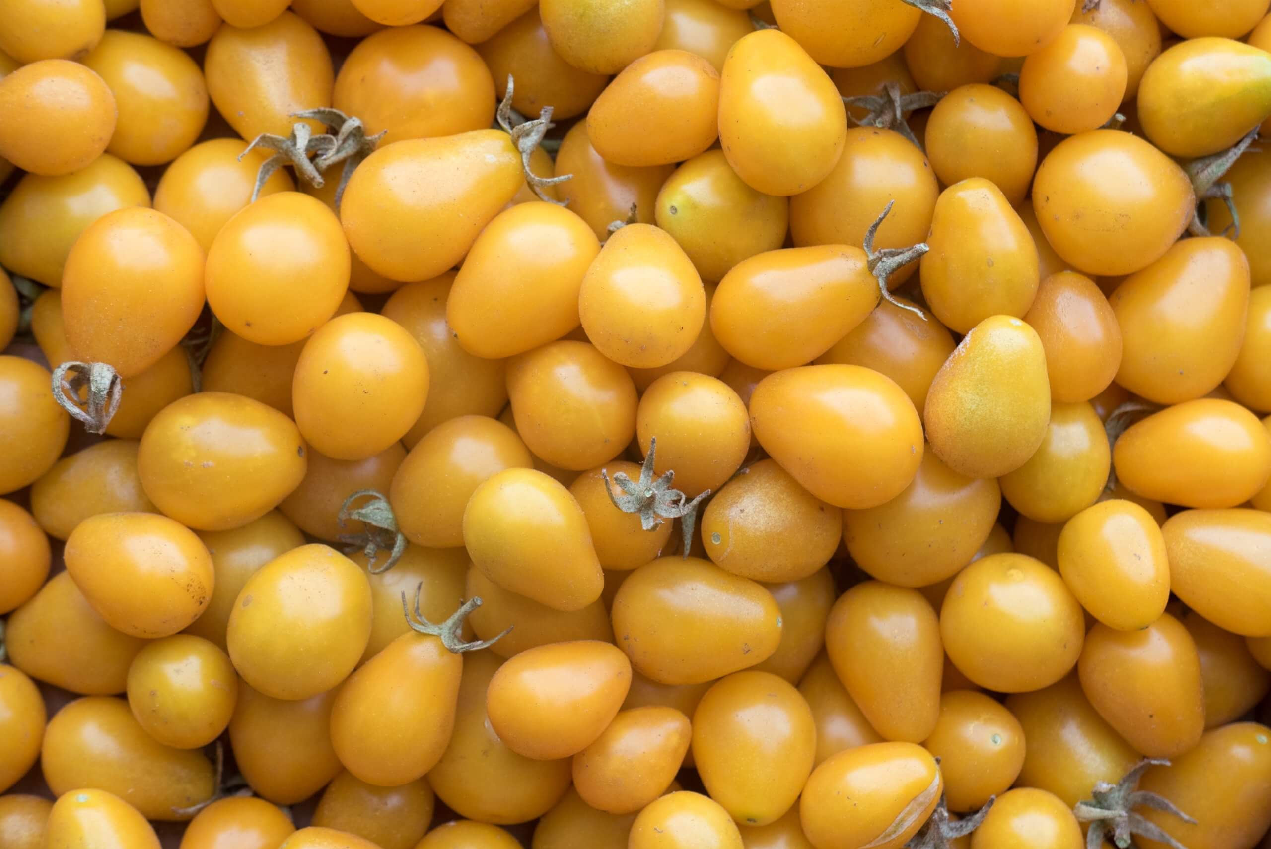 Cherrytomate Yellow Submarine Saatgut - LEHMANNS Bio-Saaten